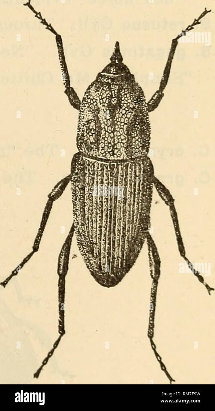 Rice weevils hi-res stock photography and images - Alamy