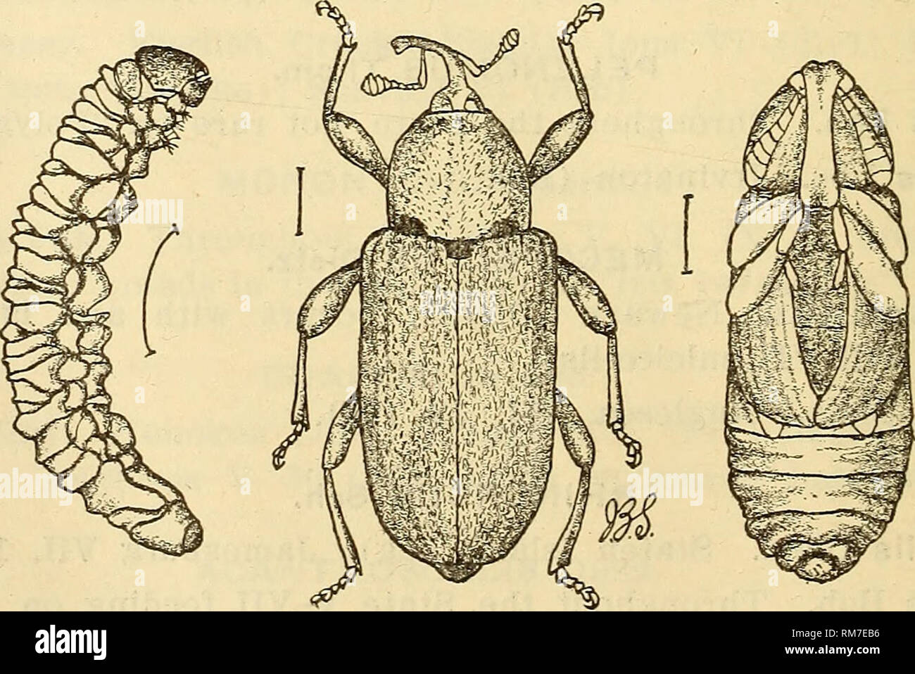 Callida b hi-res stock photography and images - Alamy