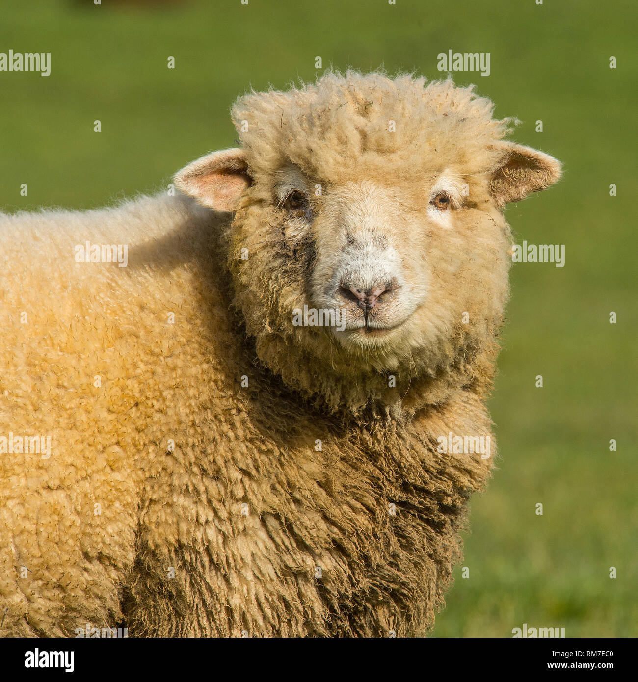 Woolly sheep hi-res stock photography and images - Alamy