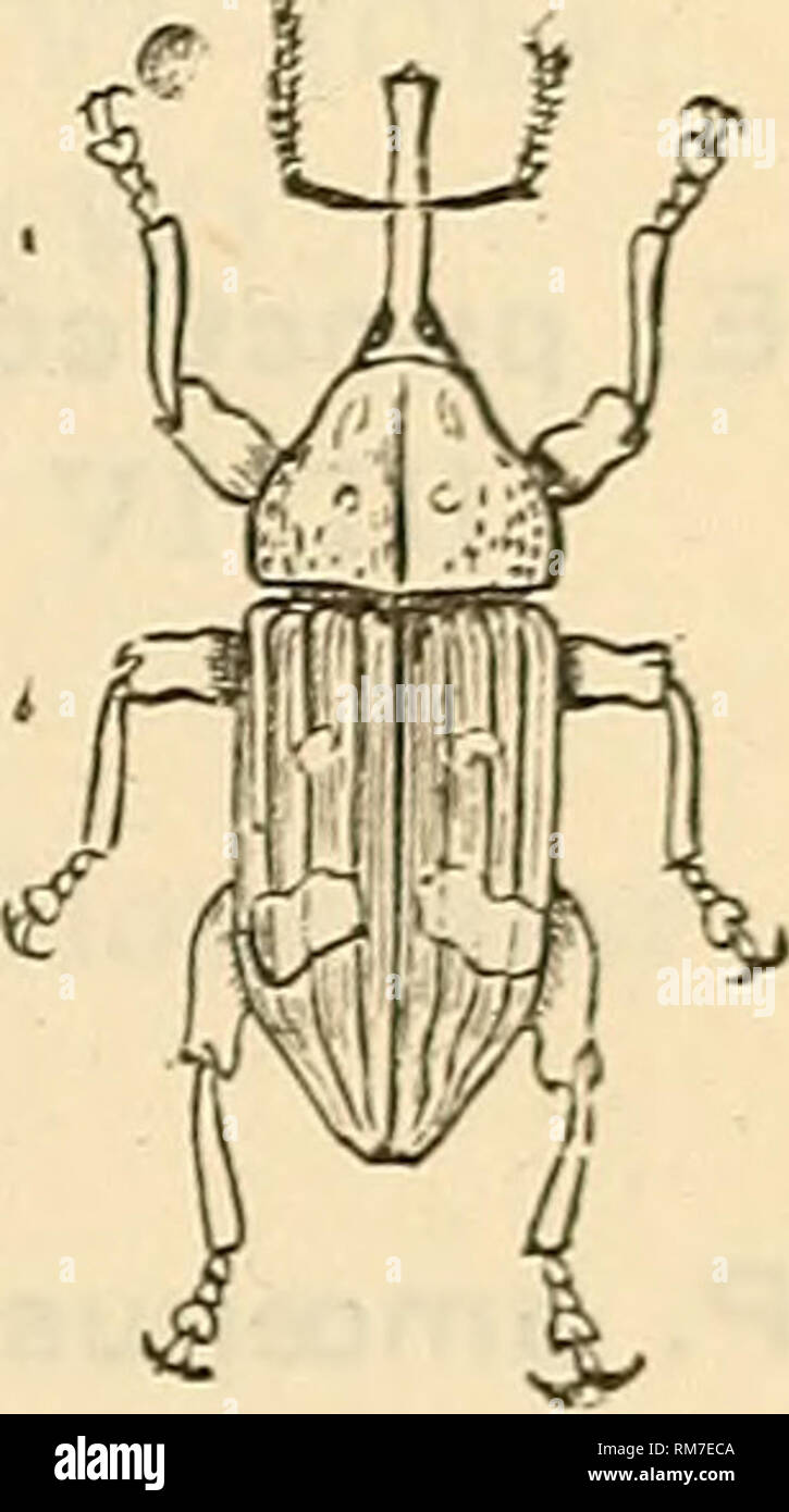 Avalon new jersey hi-res stock photography and images - Alamy