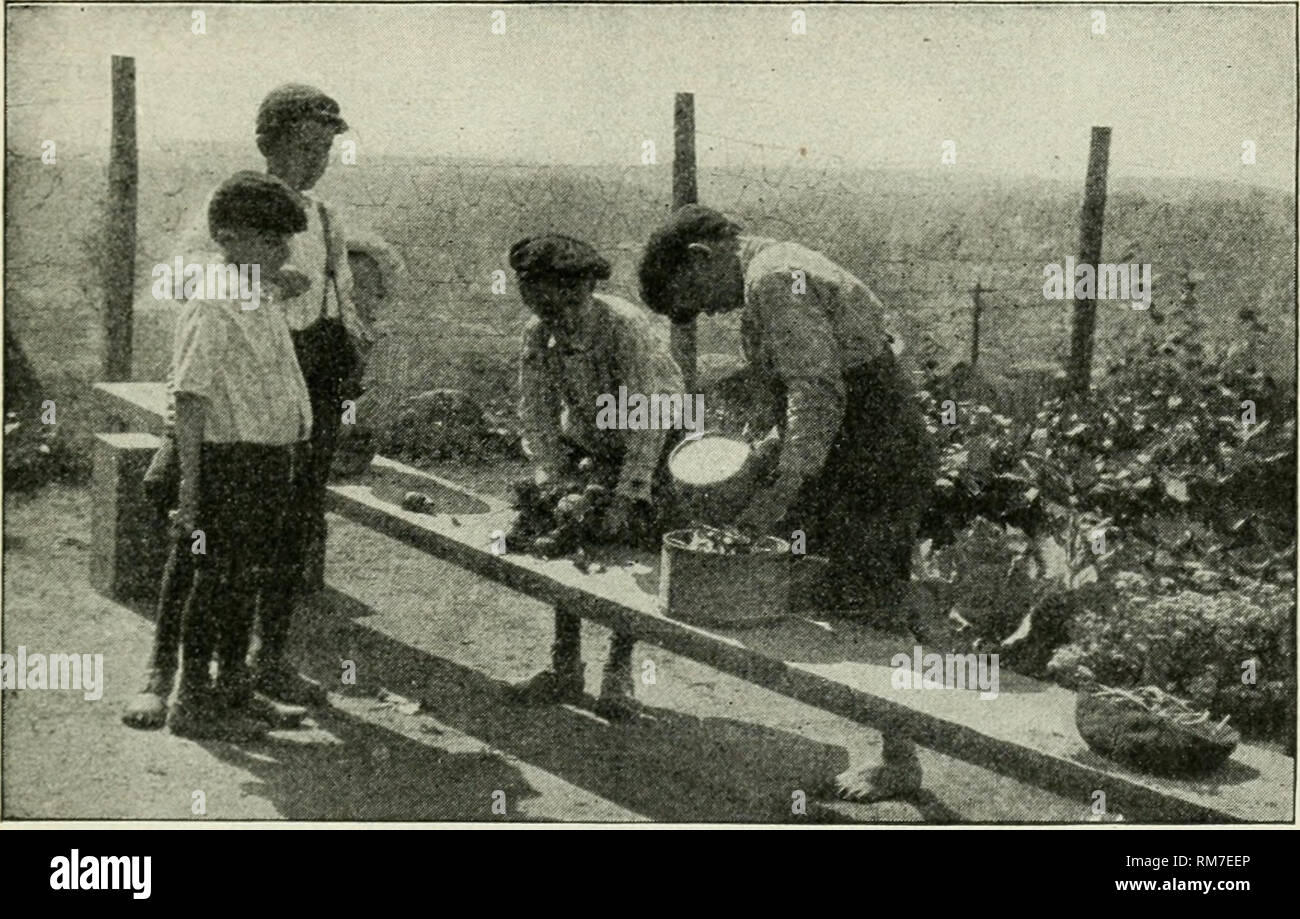 How a caterpillar becomes a butterfly hi-res stock photography and ...