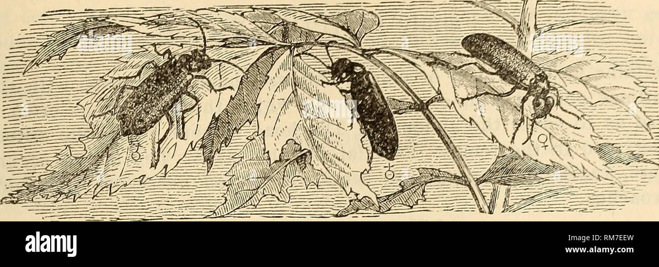 Insects of new jersey hi-res stock photography and images - Alamy