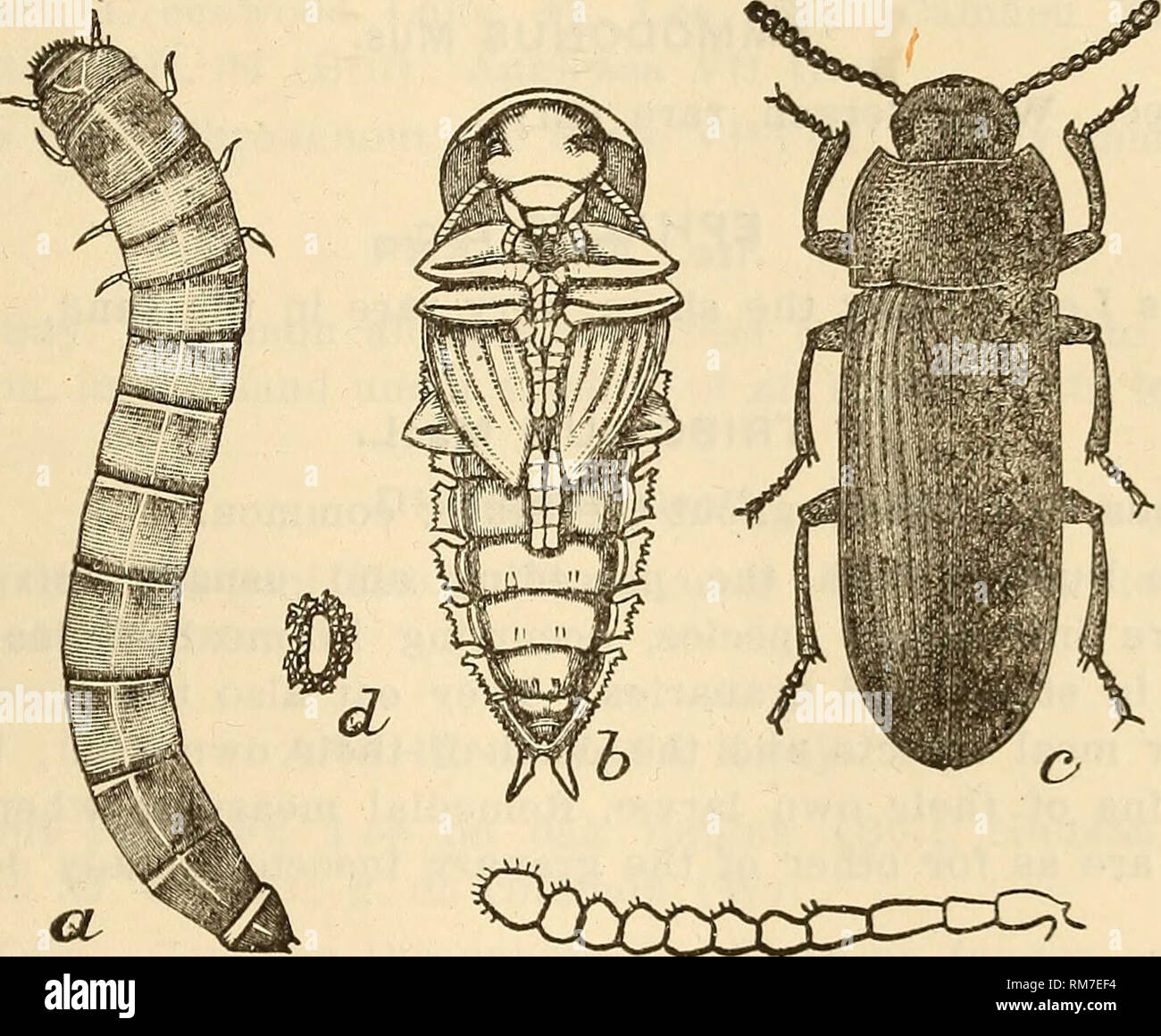 Tenebrio obscurus hi-res stock photography and images - Alamy