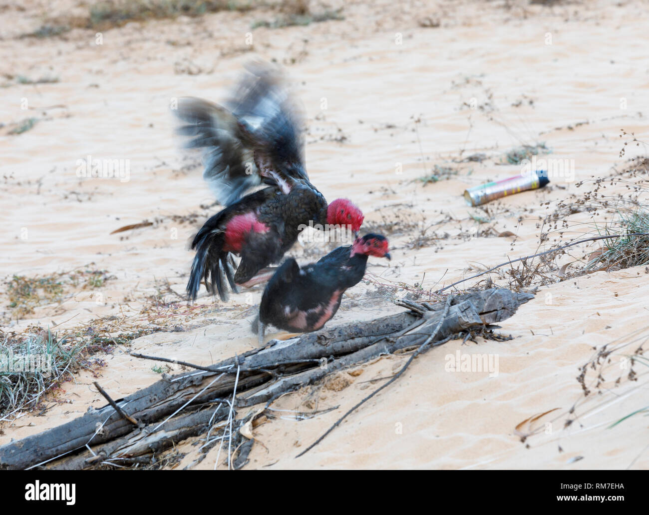Two angry black roosters fight on sandy ground Stock Photo - Alamy