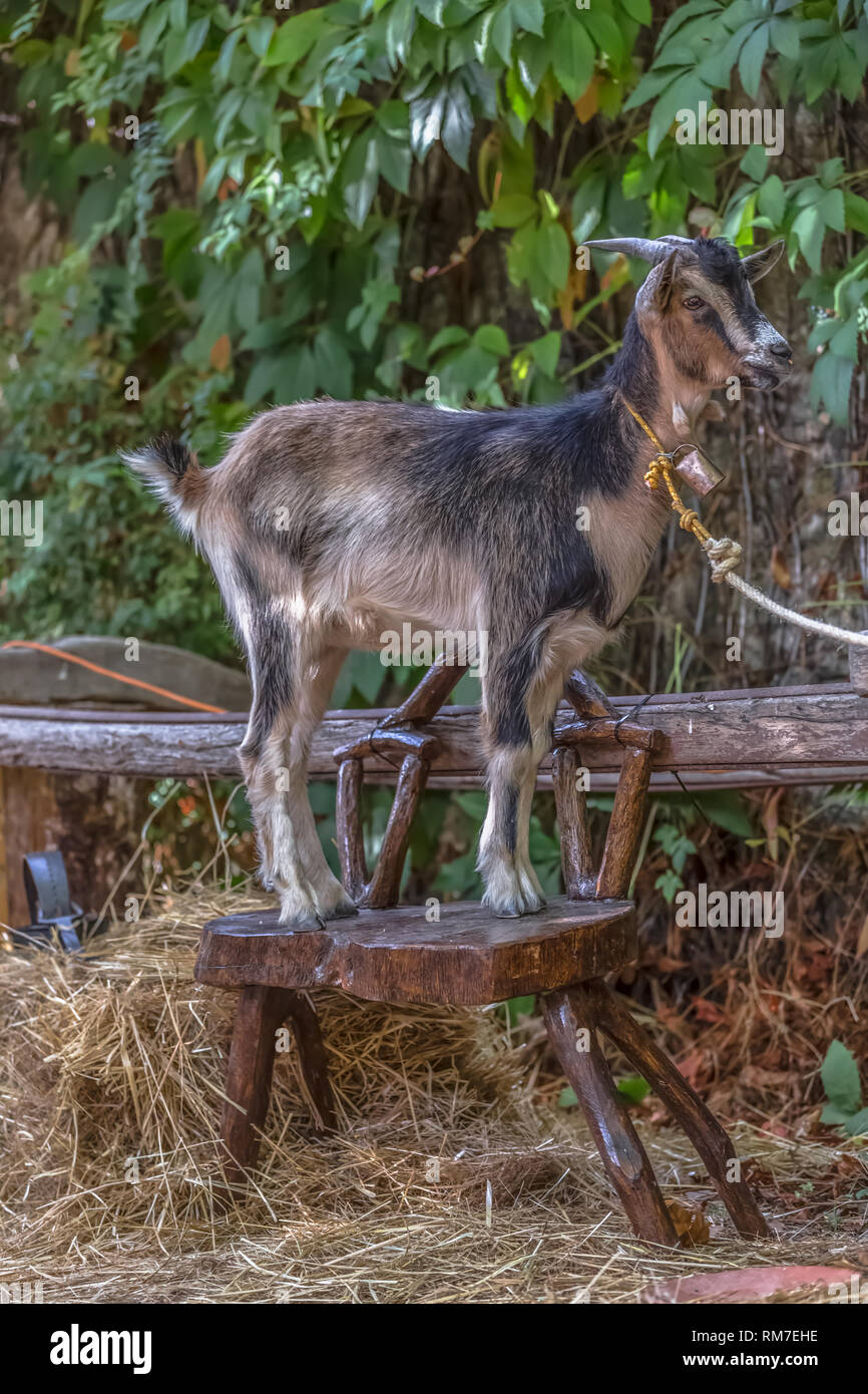 View of goat on top of a wooden bench and fastened with a rope to a ...