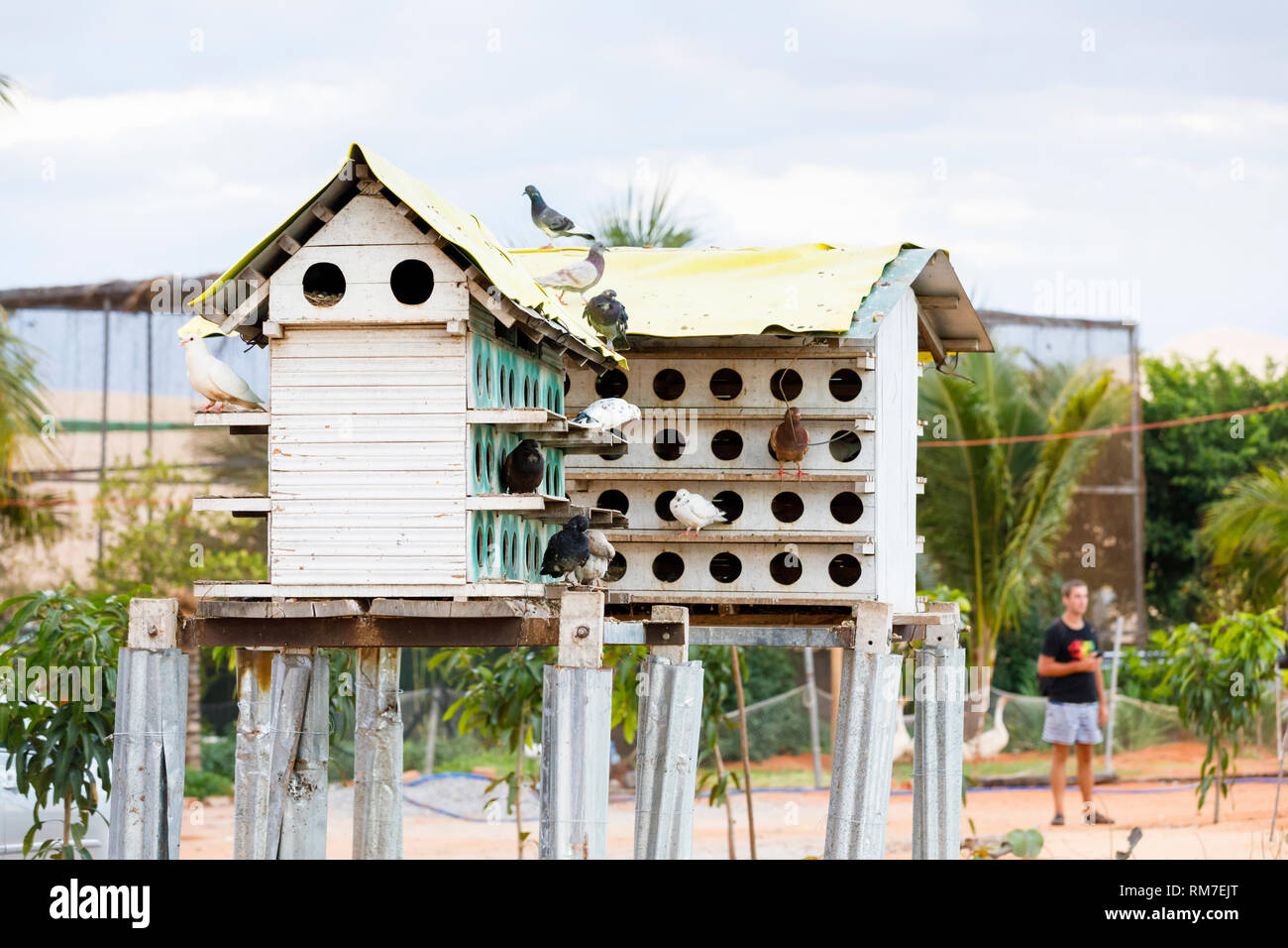 Large white pigeon hotel with pigeons on pegs Stock Photo - Alamy