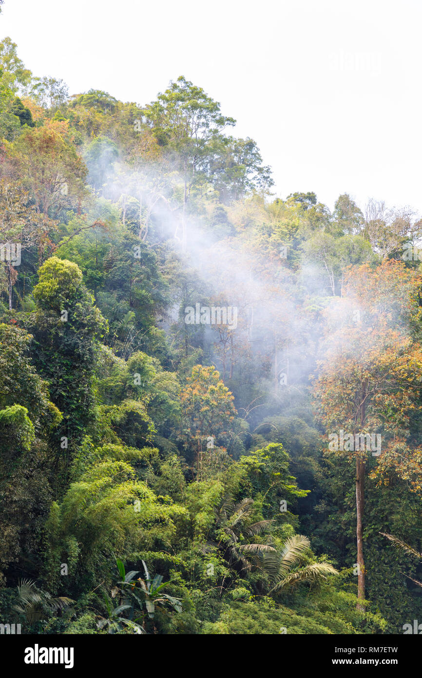 Rising fog on top of tropical trees in Veitnam Stock Photo - Alamy