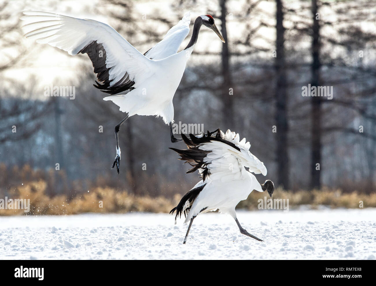 Dancing Cranes. The ritual marriage dance of cranes. The red-crowned ...