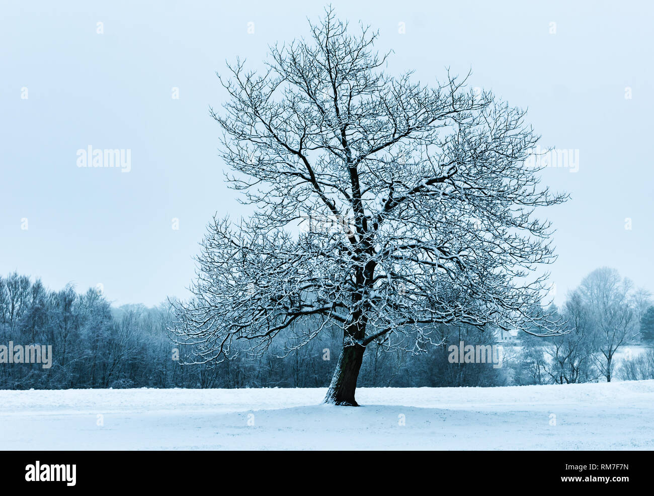 Beautiful huge oak tree hi-res stock photography and images - Alamy
