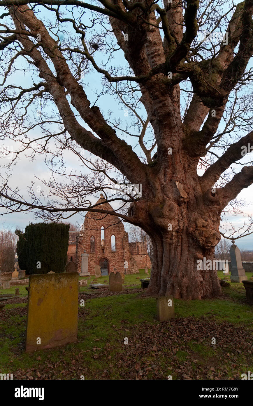 Beauly elm hi-res stock photography and images - Alamy