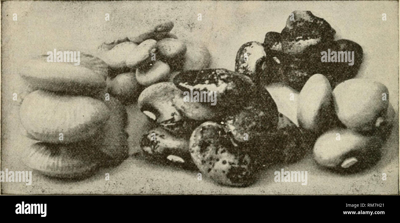 Ovate leaflets hi-res stock photography and images - Alamy