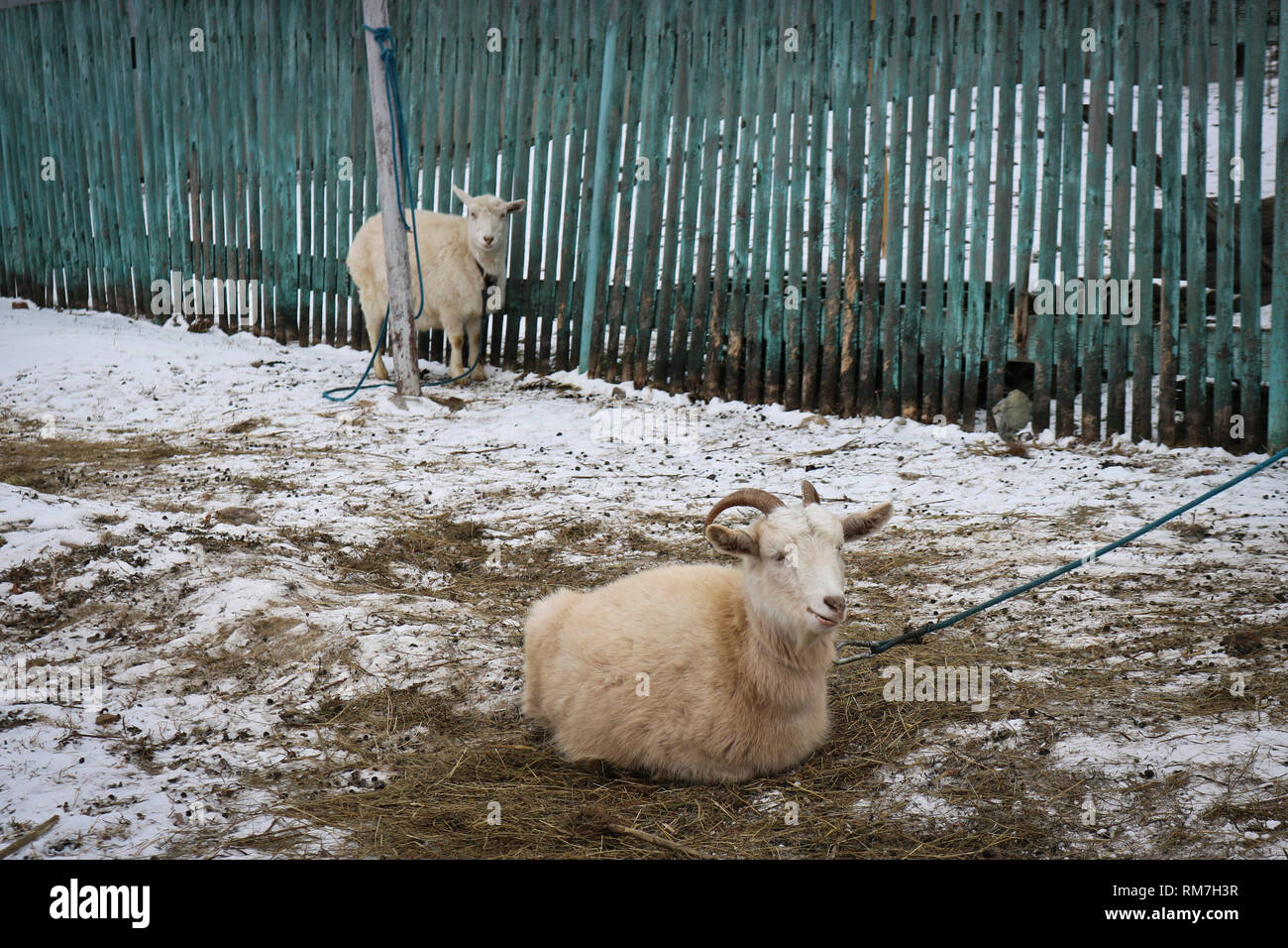Pedigree goat on the late autumn pasture. Pet graze on the street Stock ...