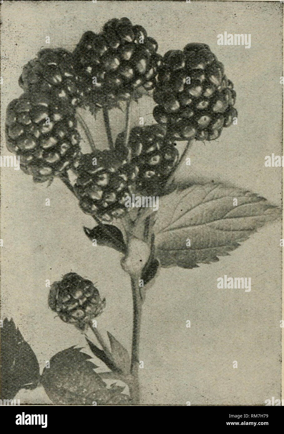 Rubus Villosus High Resolution Stock Photography and Images - Alamy