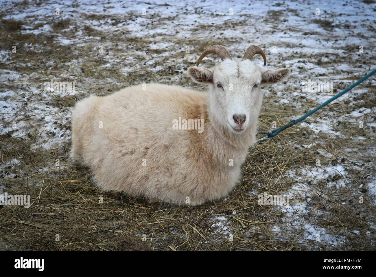 Pedigree goat on the late autumn pasture. Pet graze on the street Stock ...