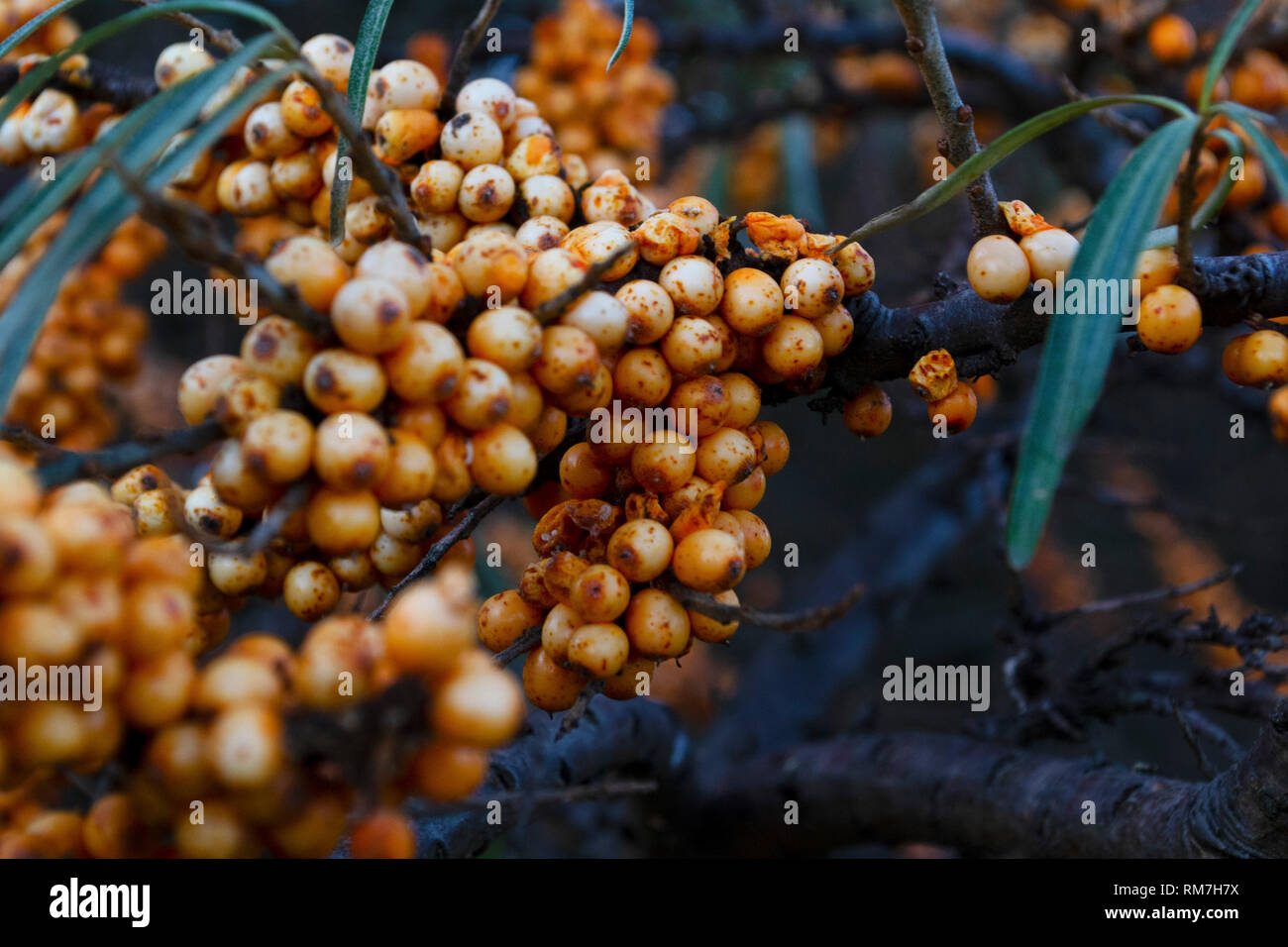 Buckthorn fruits hi-res stock photography and images - Alamy