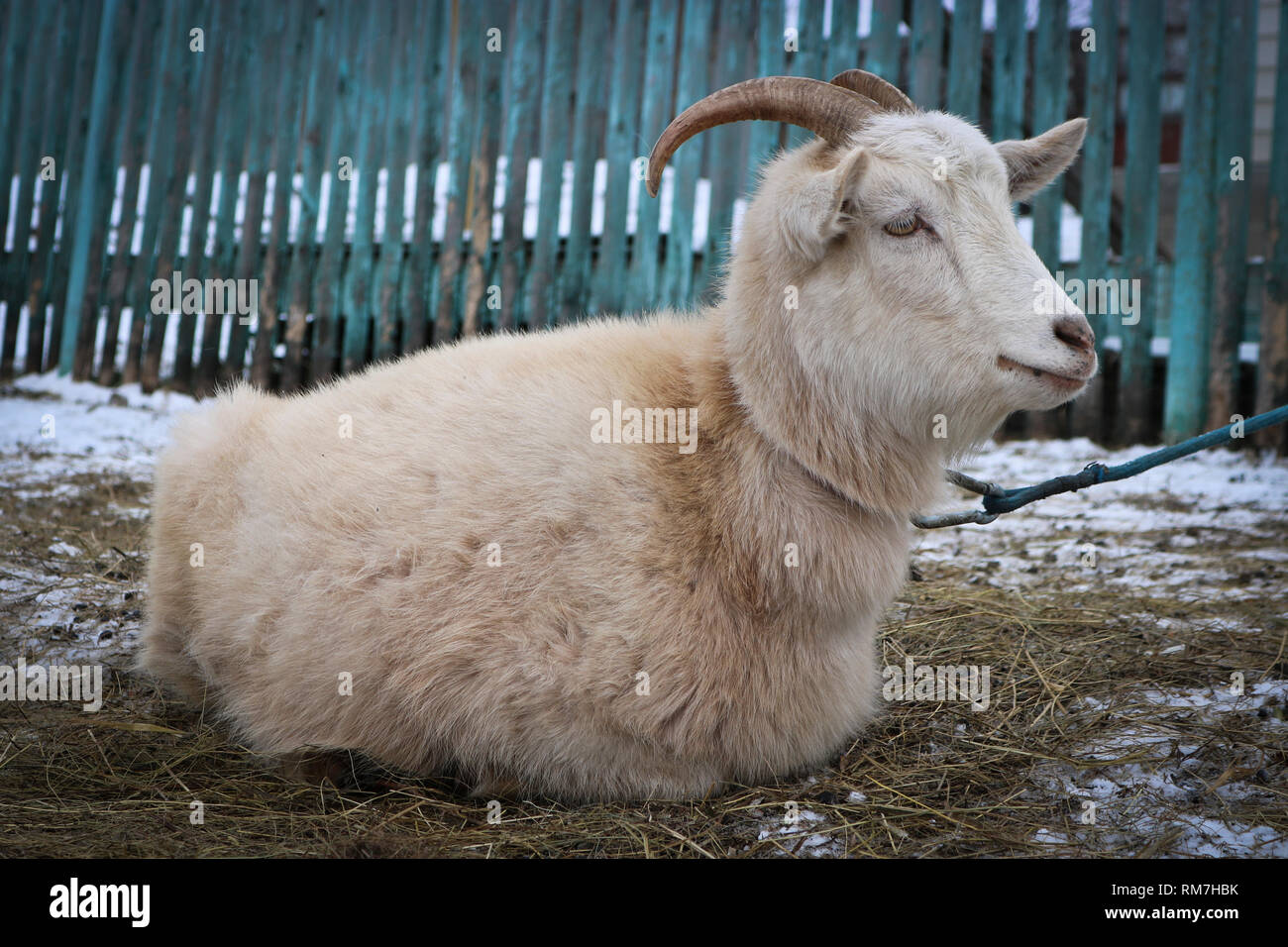 Pedigree goat hi-res stock photography and images - Alamy