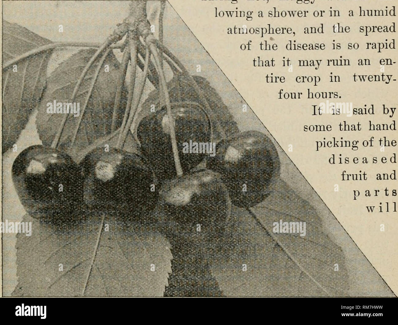 Mummified Fruit High Resolution Stock Photography and Images - Alamy