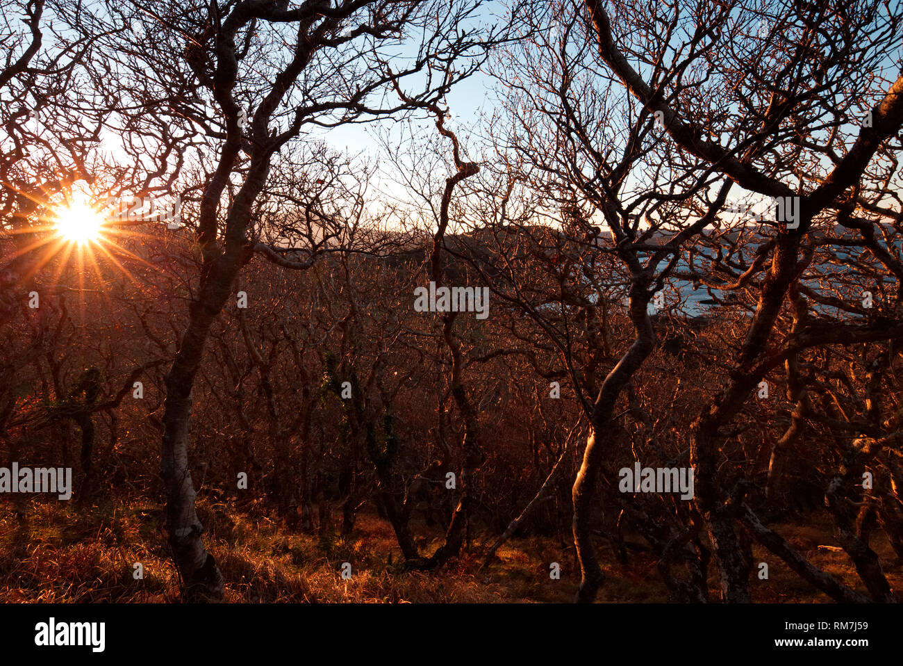 Atlantic oak trees at Loch a Mhuilinn, Sutherland Stock Photo - Alamy