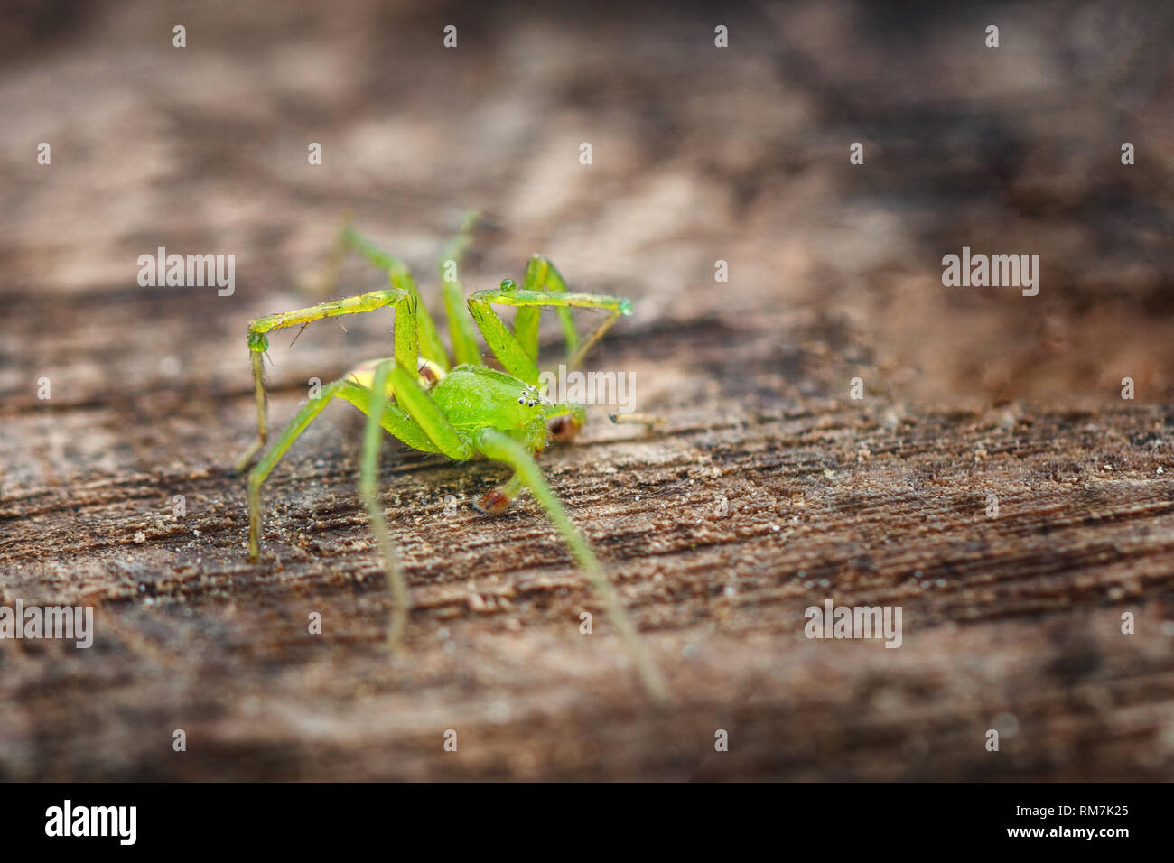 Yellow huntsman spider hi-res stock photography and images - Alamy