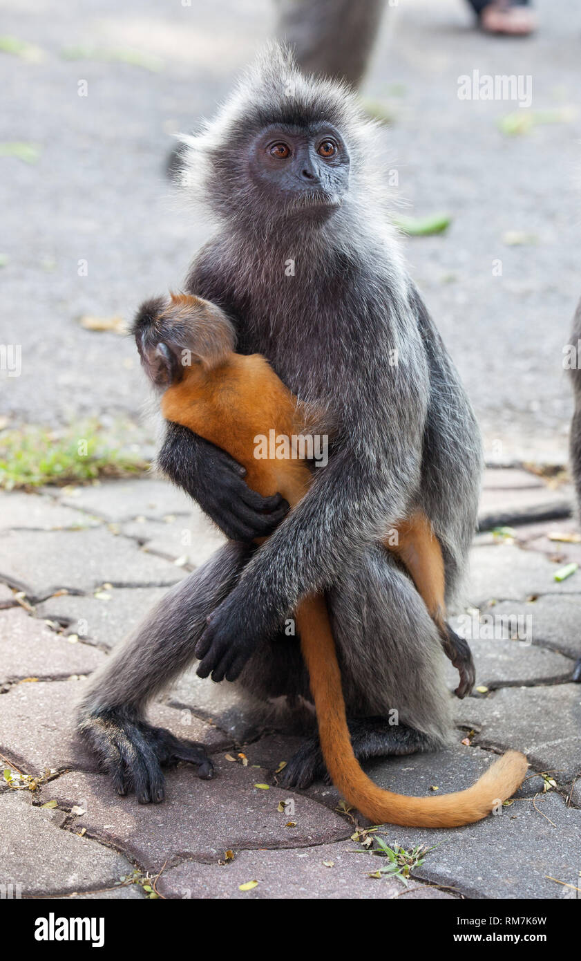 Silvered leaf monkey hugs its orange colored baby Malaysia Stock Photo ...