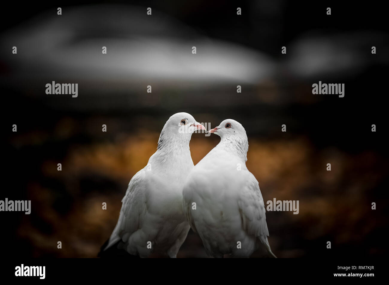 Two white lovers dove cooed together. Two white lovers dove cooed ...