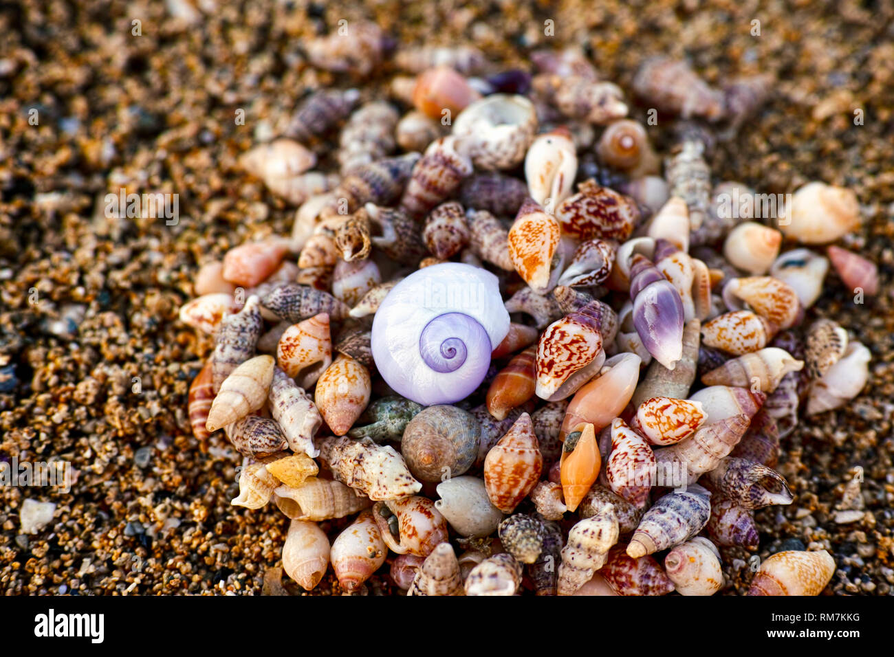Stack of seashells hi-res stock photography and images - Alamy