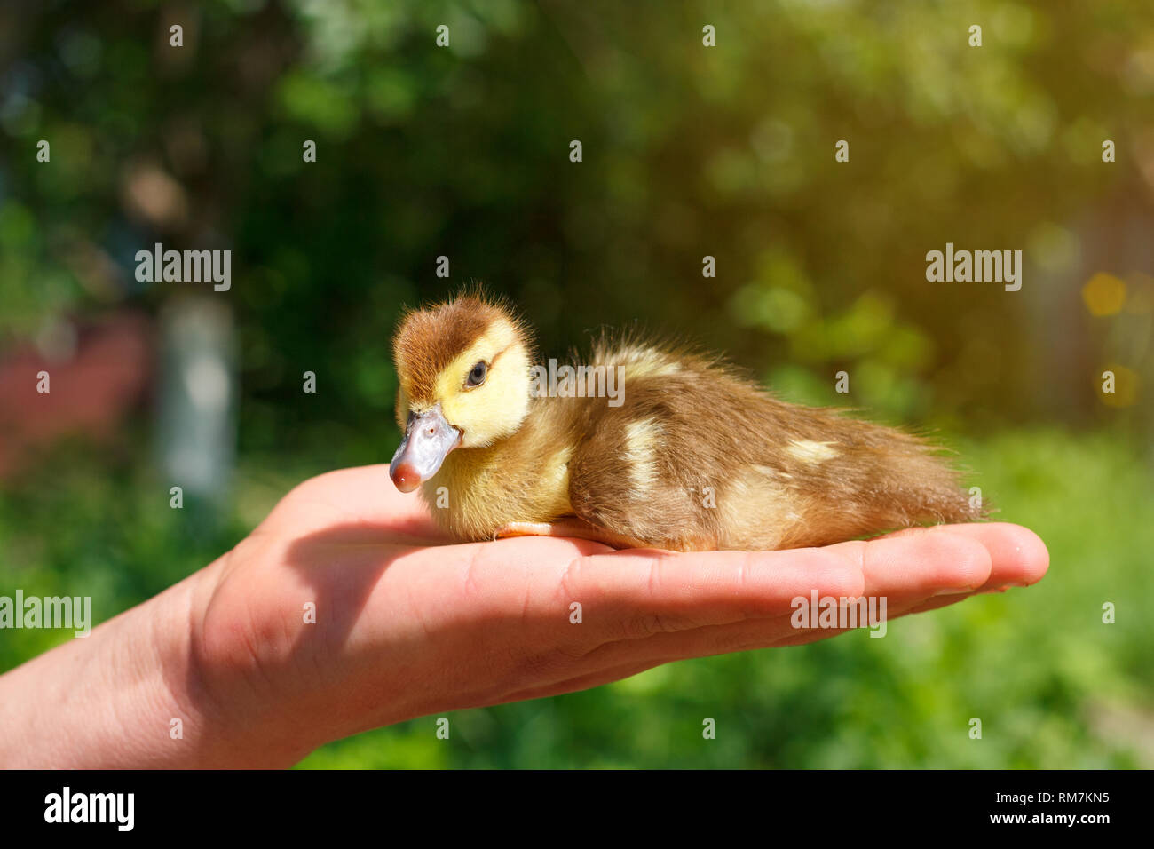little brown duckling sitting on his arm Stock Photo - Alamy