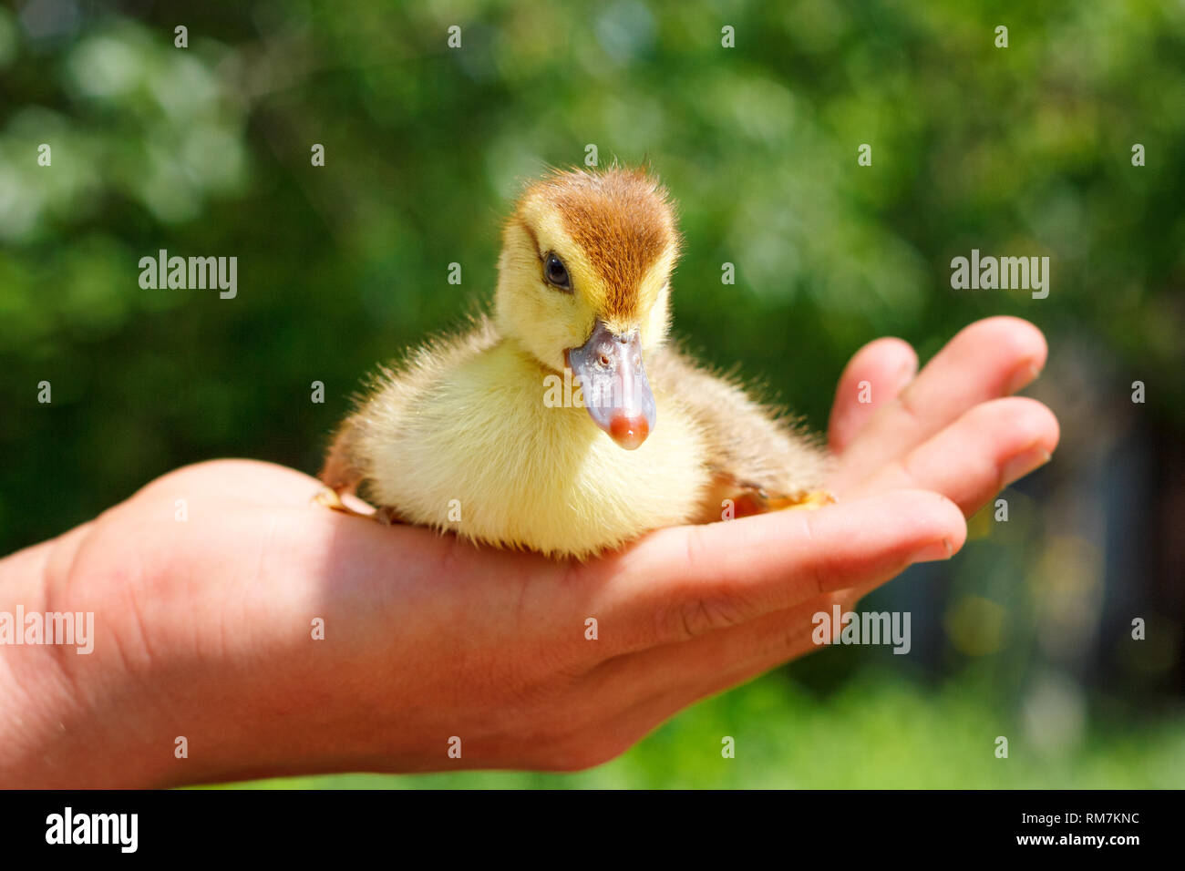 Domestic duck chicks not chick hi-res stock photography and images - Alamy