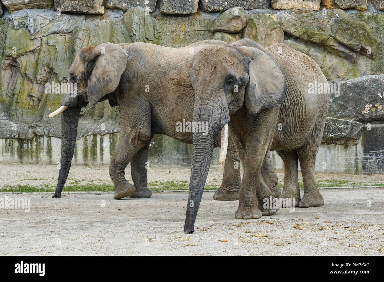 African elephants at Vienna zoo, Austria Stock Photo - Alamy