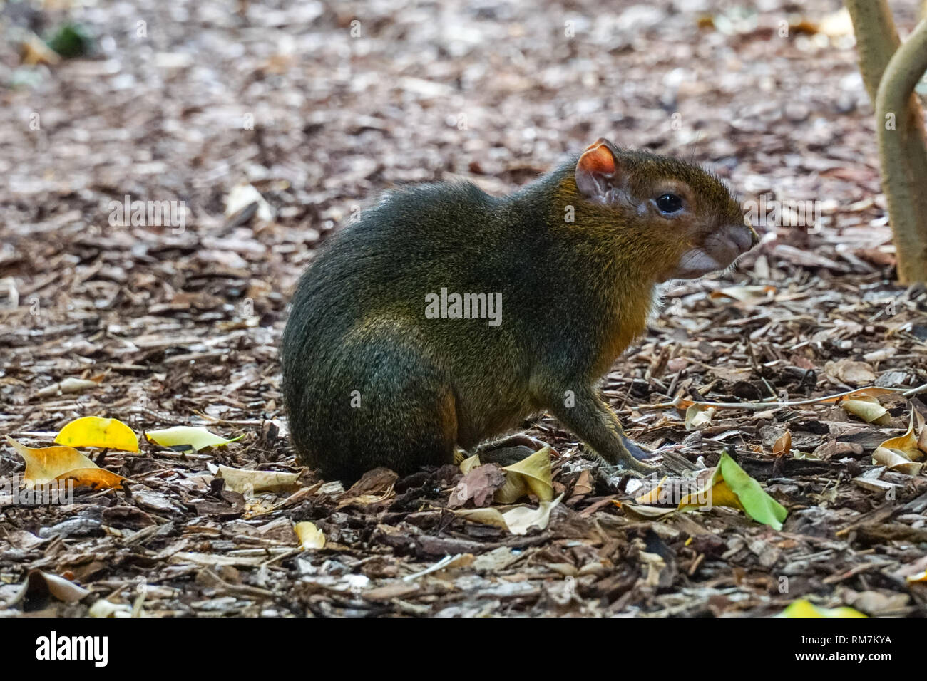 Green acouchi (Myoprocta pratti Stock Photo - Alamy