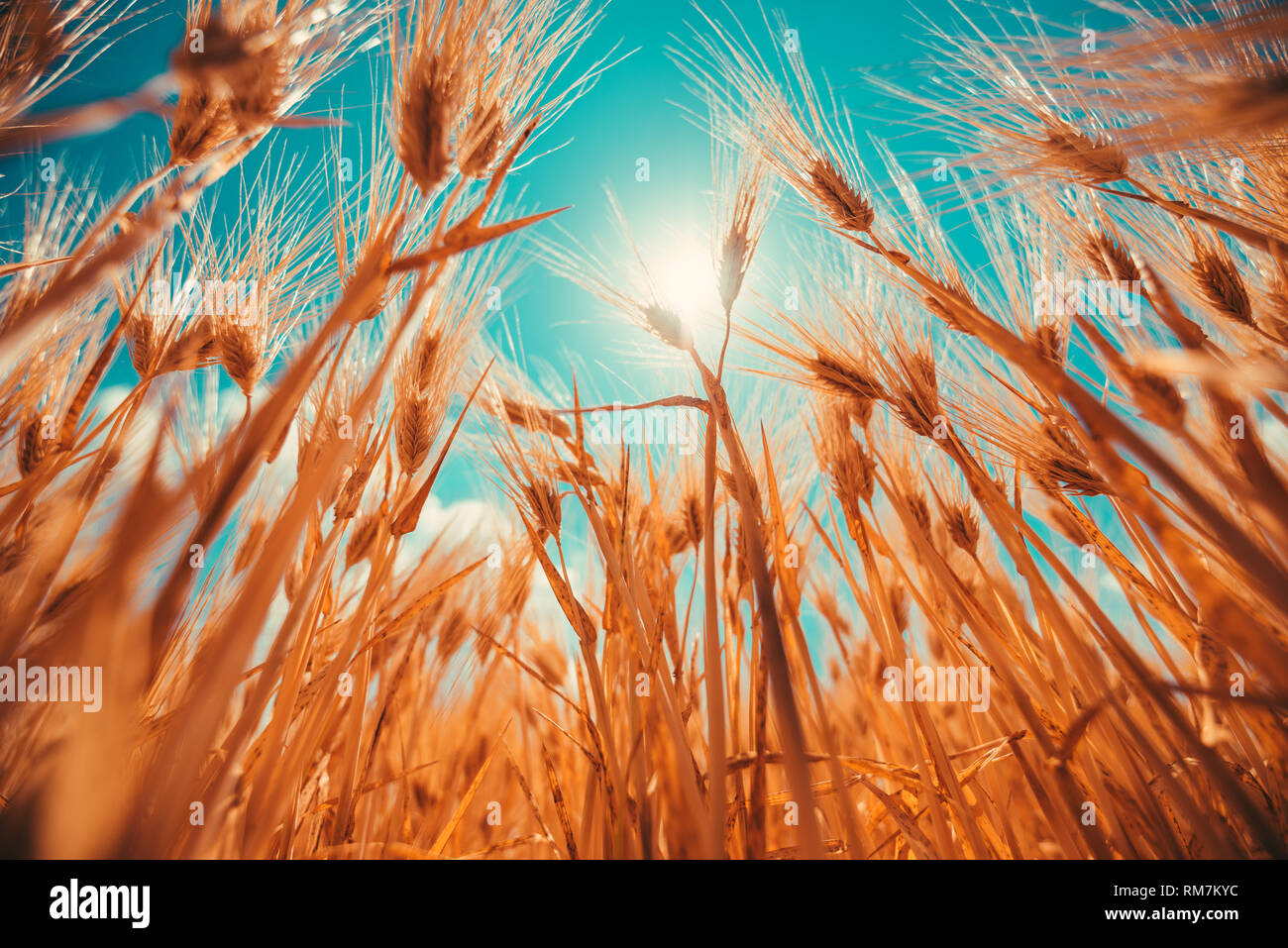 Growing barley crops in cultivated field, low angle view Stock Photo ...