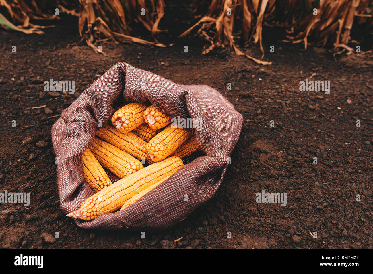 Harvested corn cobs in burlap sack left in the field Stock Photo - Alamy