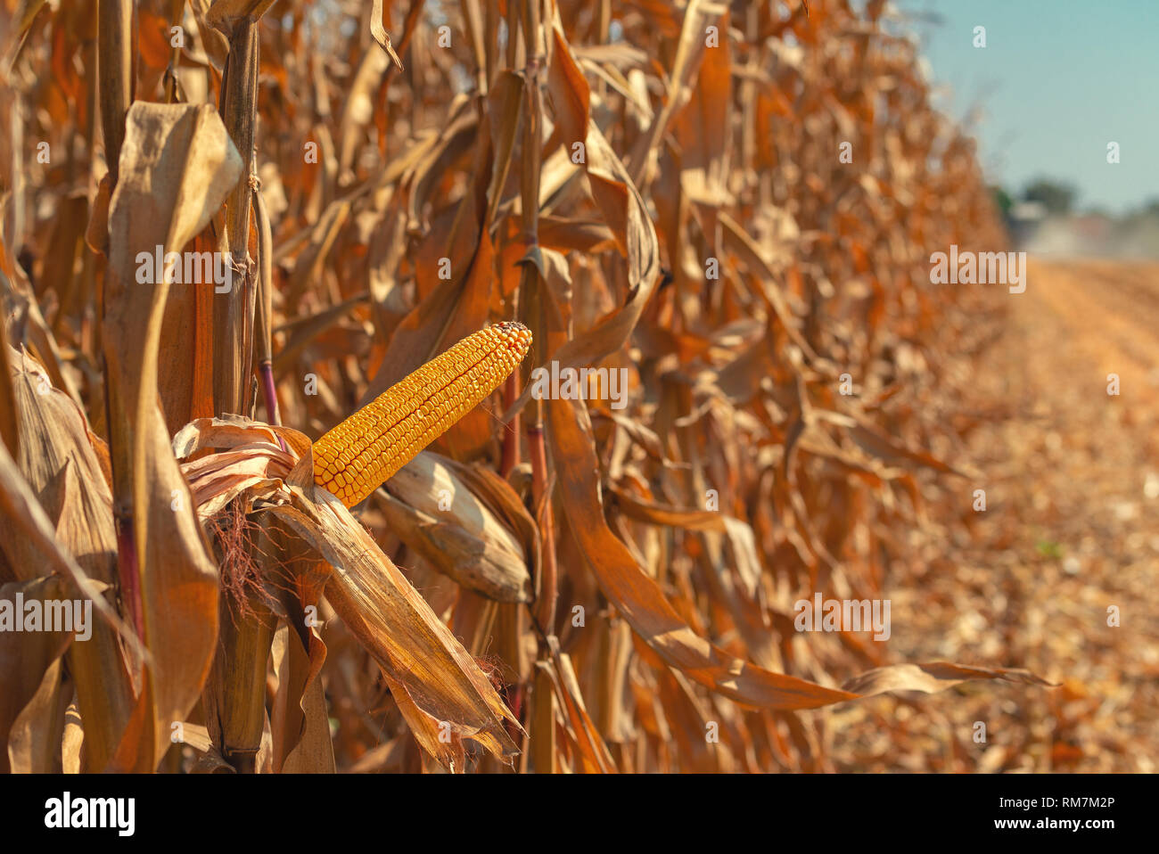 Combine harvester is harvesting cultivated ripe corn crops in field ...