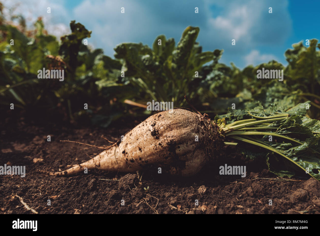 Extracted organically grown sugar beet root crop on the ground Stock ...