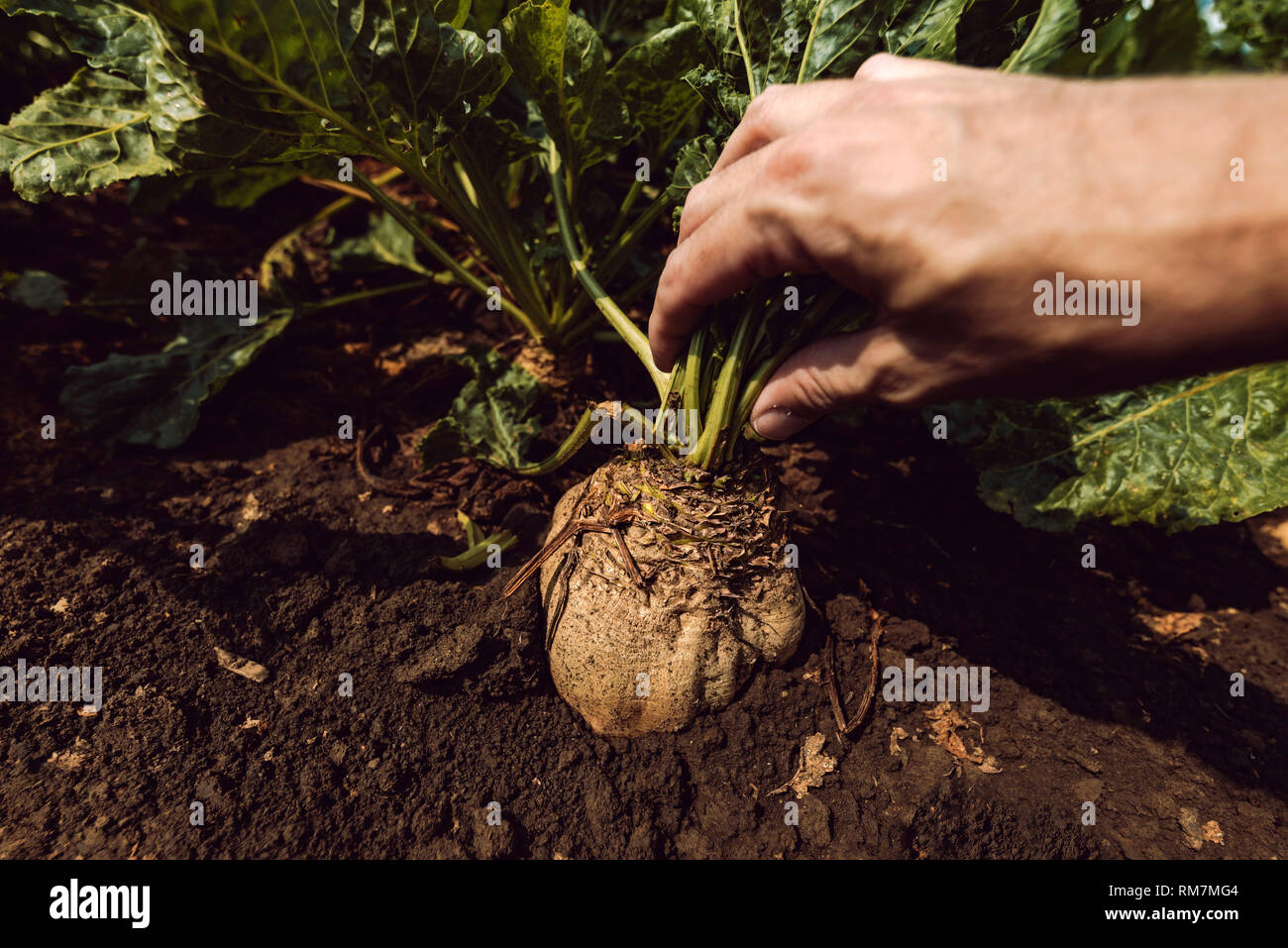 Man root hi-res stock photography and images - Alamy
