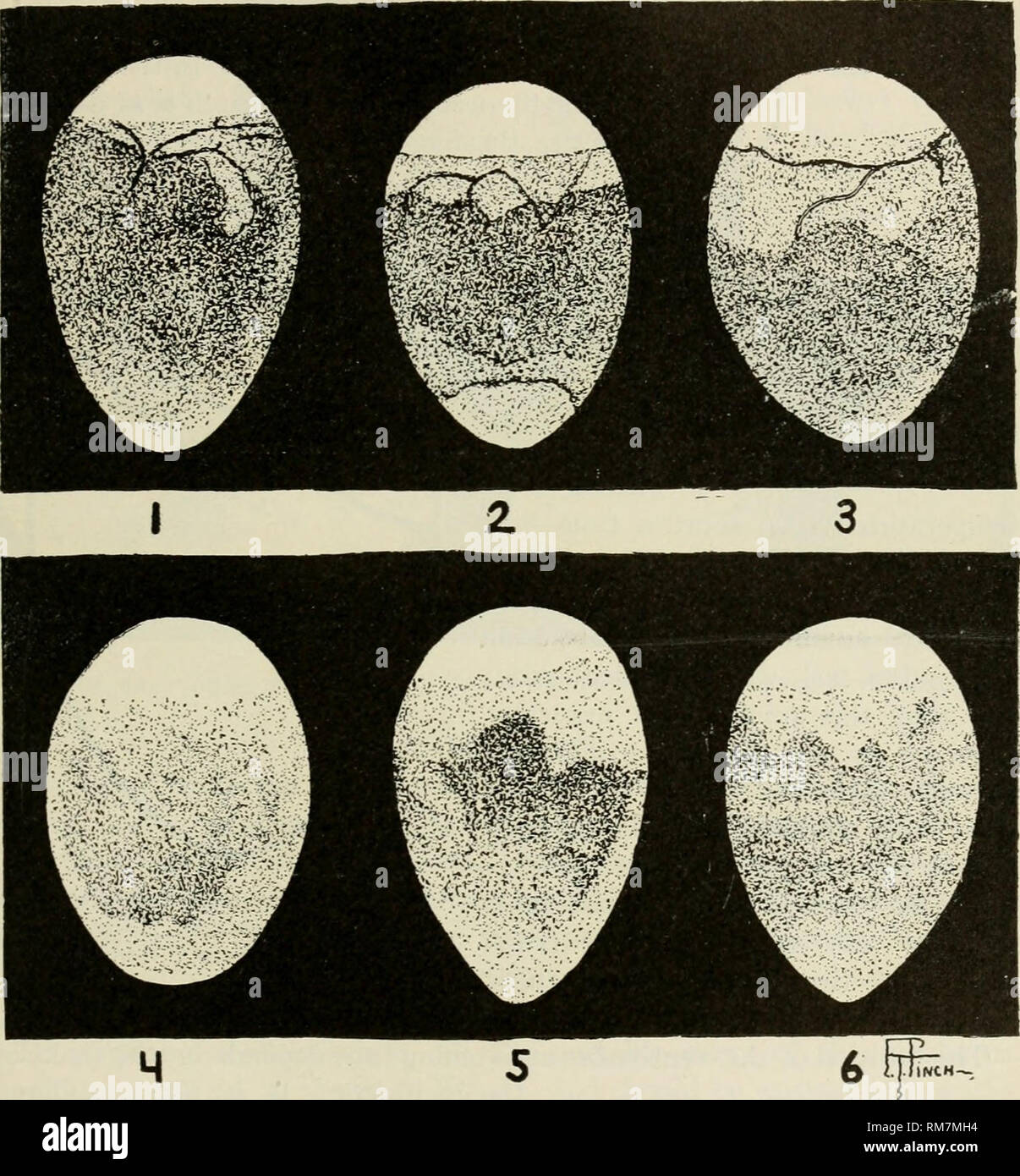 3 day embryo hi-res stock photography and images - Alamy