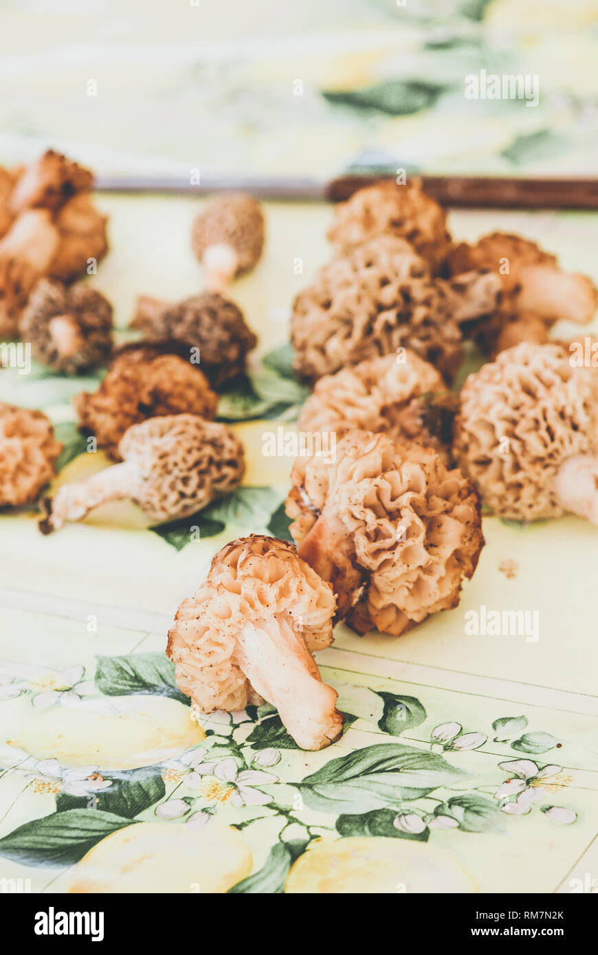 spring mushrooms morel type - morchella species Stock Photo - Alamy