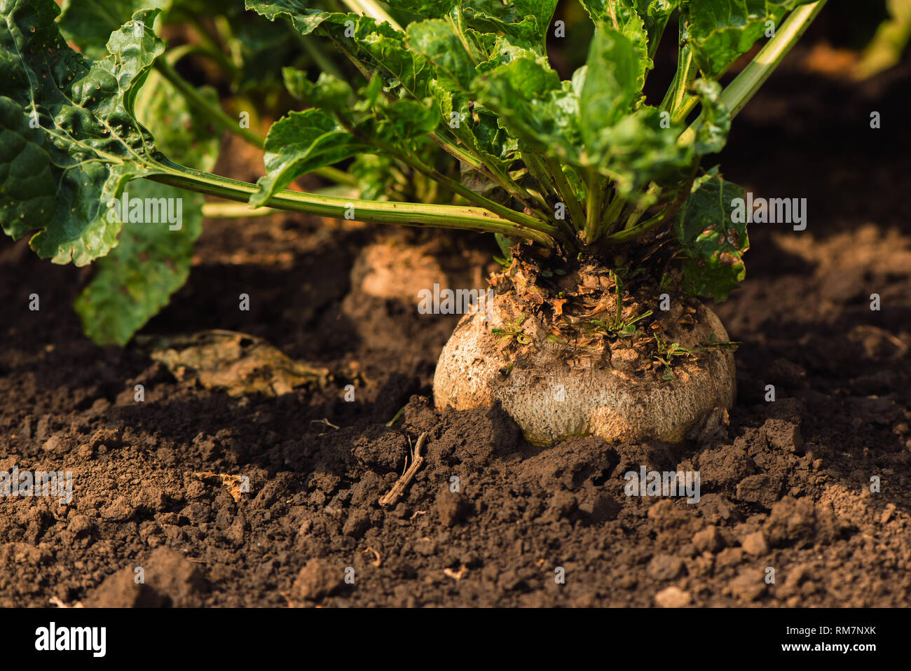 Close up of sugar beet in field, ripe root crop is ready for harvesting ...