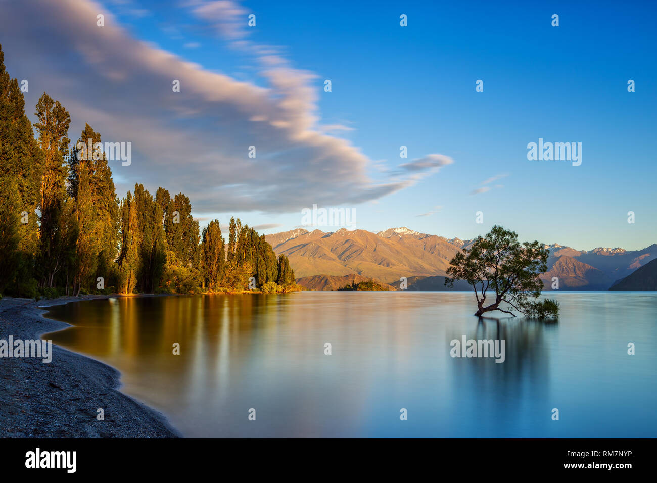 The famous Wanaka Tree in Lake Wanaka is a very popular photo motif in ...
