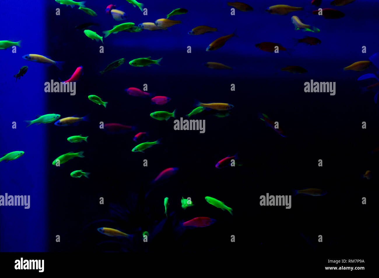 neon fish in aquarium on black Stock Photo - Alamy