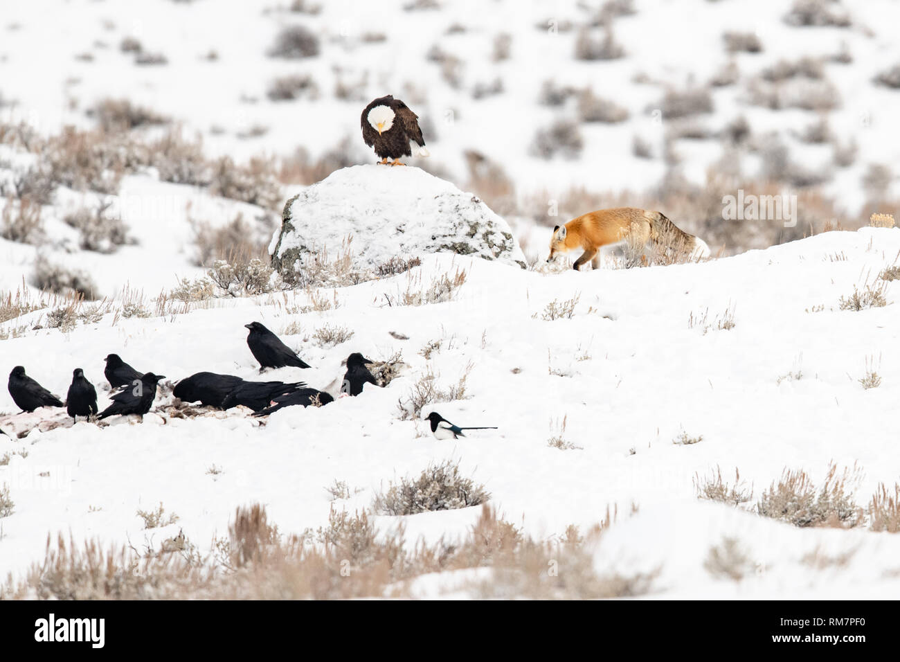 A hierarchical assortment of scavengers line up for their turn on a ...
