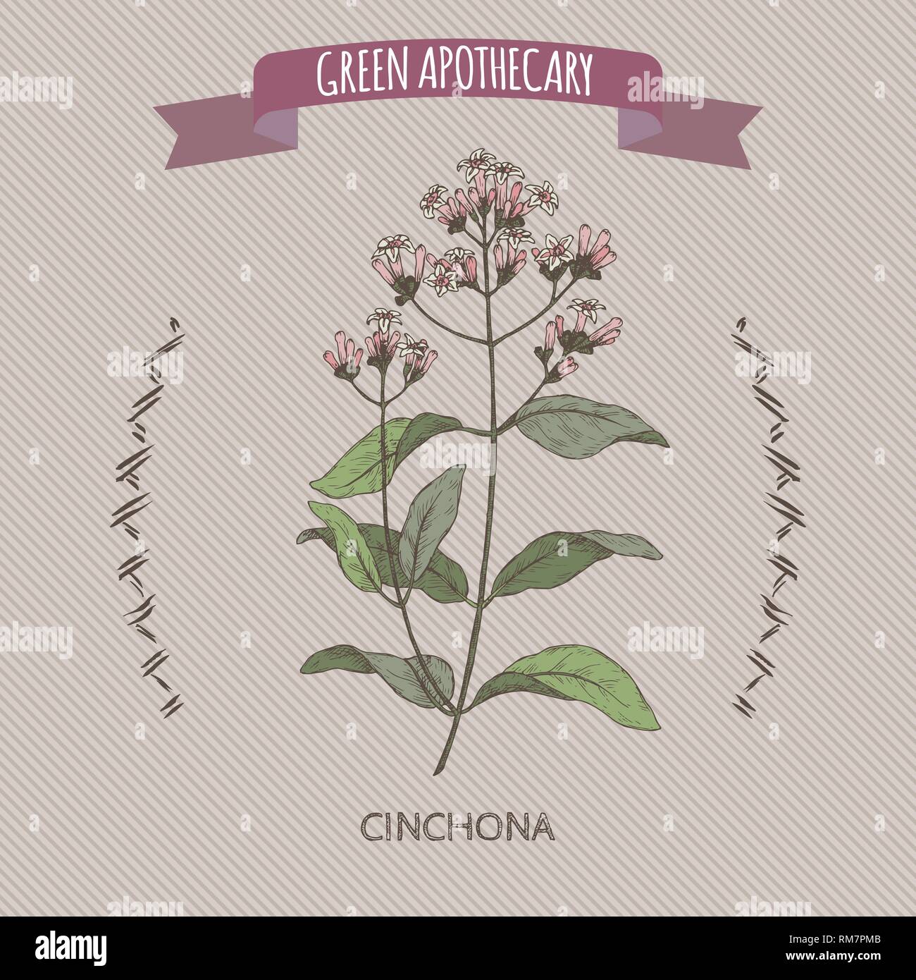 Quinine tree hi-res stock photography and images - Alamy