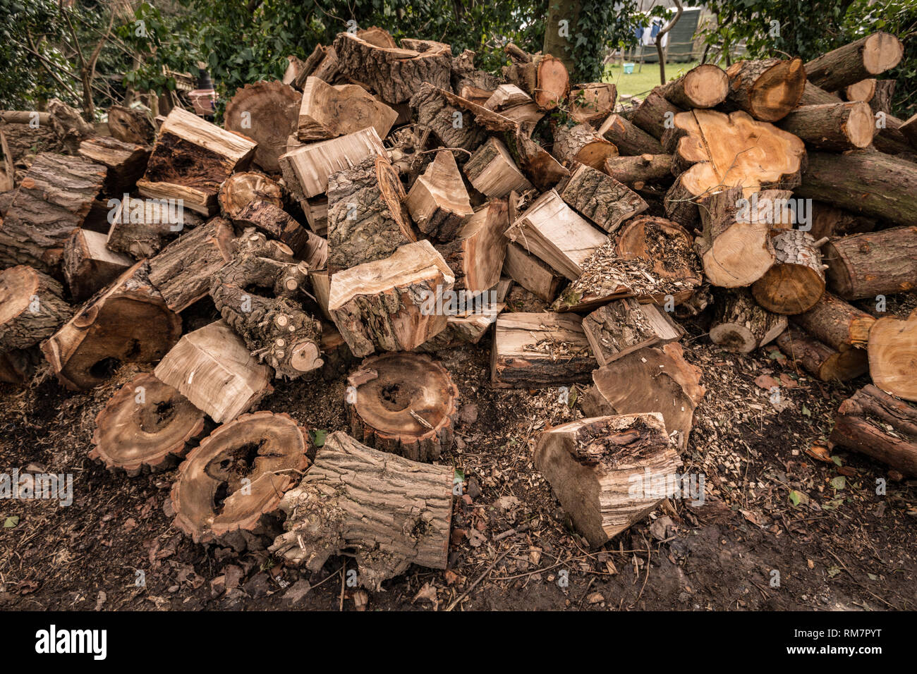 chopped logs in a pile Stock Photo - Alamy