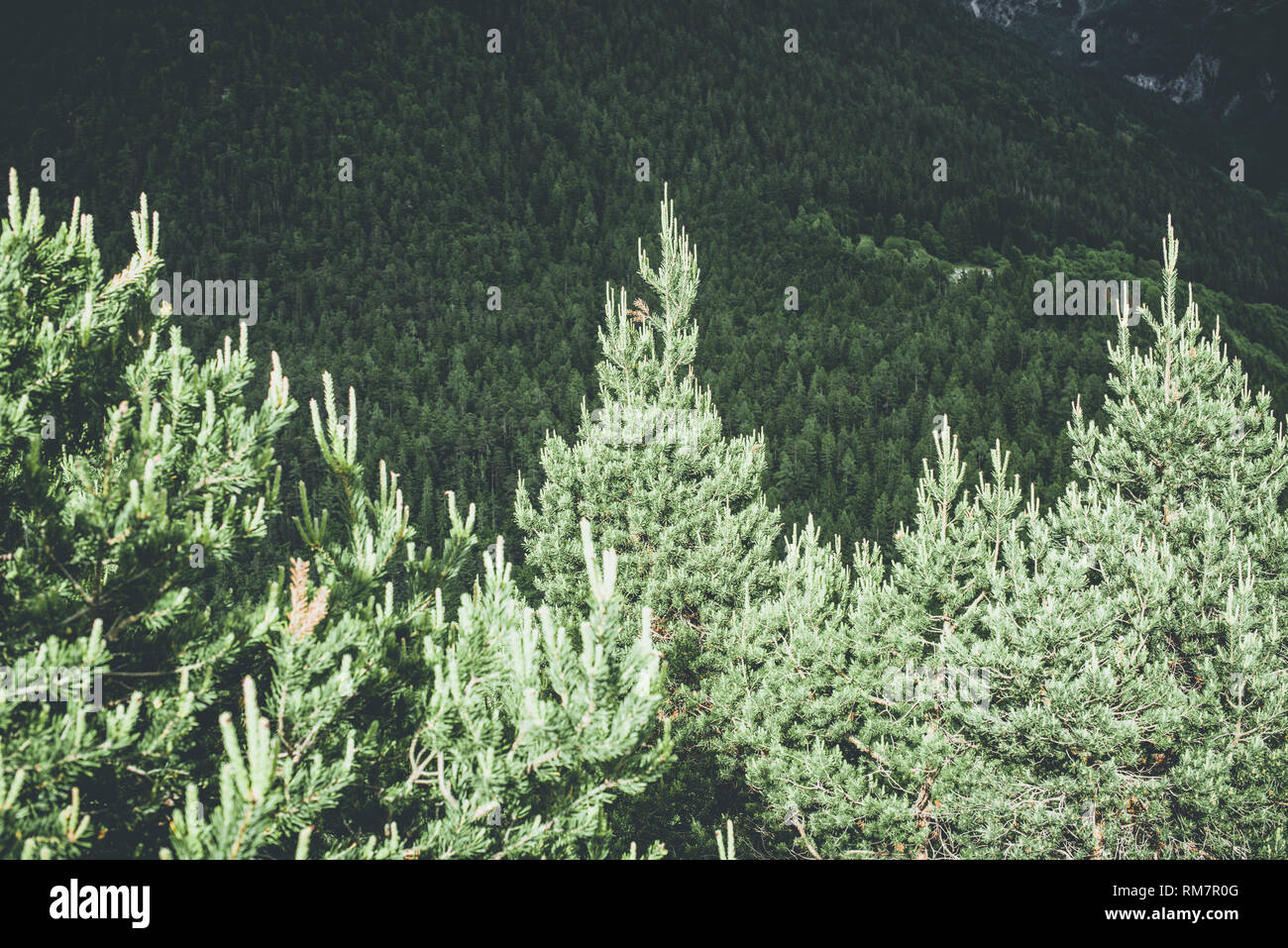 Coniferous forest in spring hi-res stock photography and images - Alamy