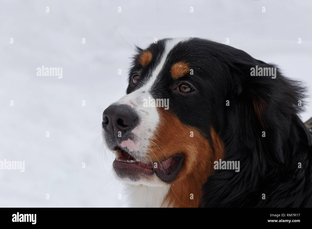 Cute puppy berner sennenhund close up. Bernese mountain dog or bernese ...