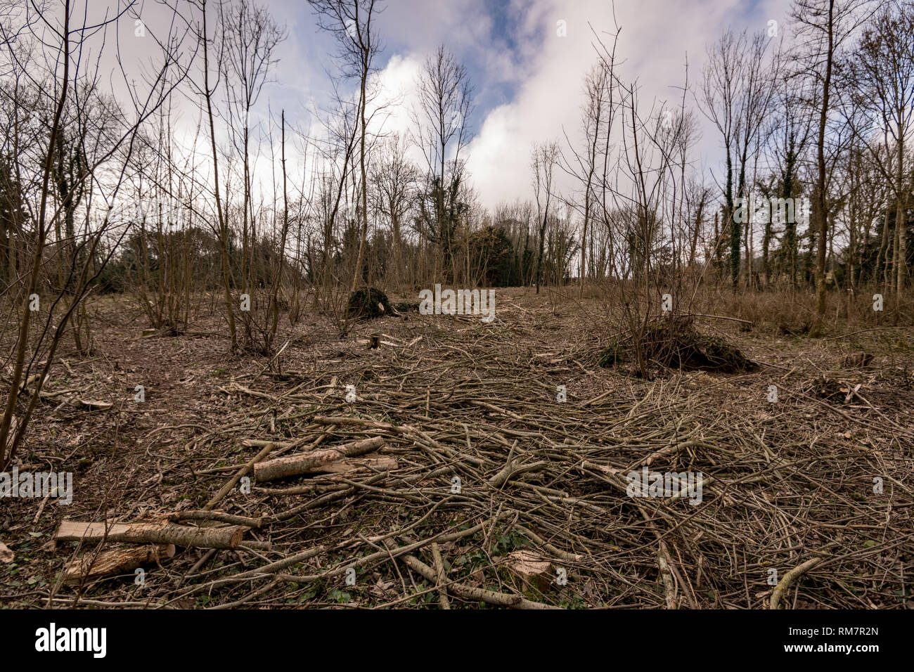 coppiced hazel woodland Stock Photo - Alamy