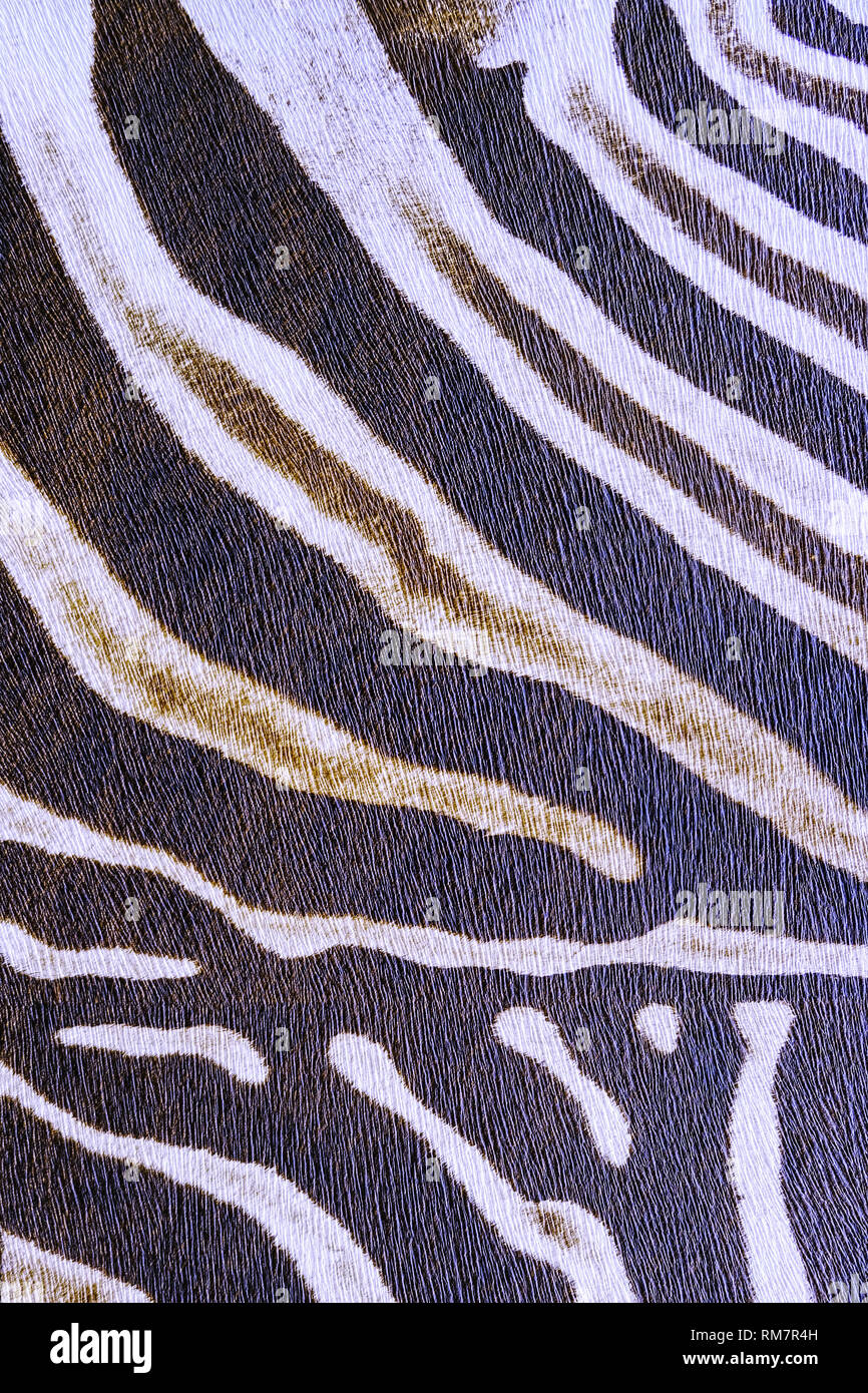 seamless Zebra fur texture background.High-resolution seamless texture ...