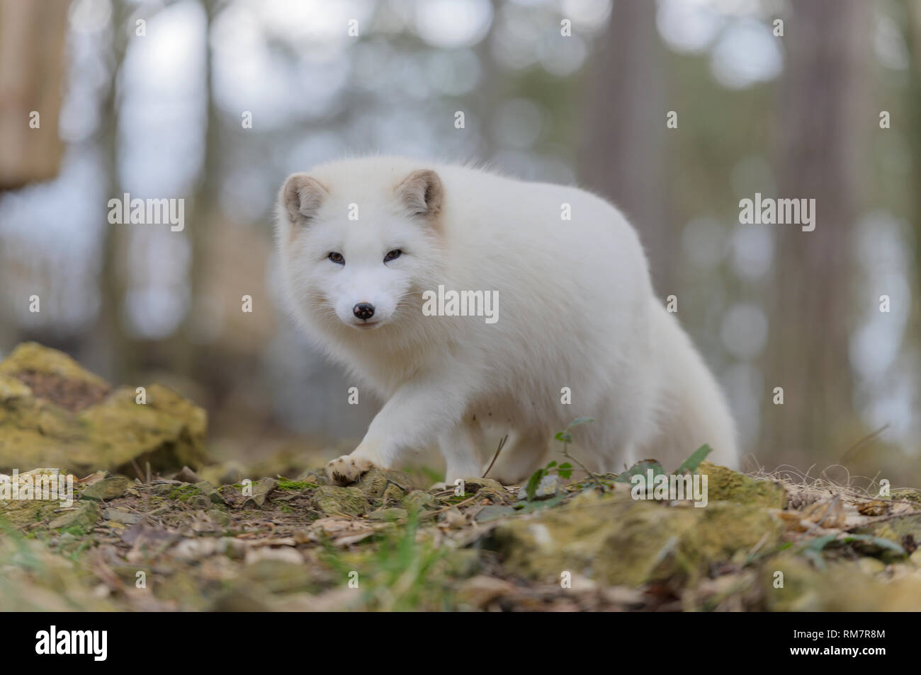 Artic fox iceland hi-res stock photography and images - Alamy