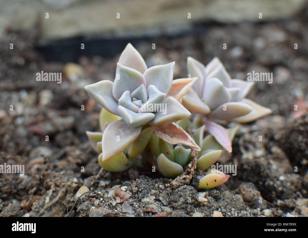 Succulent plant "Graptoveria Titubans" (Porcelain Plant Stock Photo - Alamy