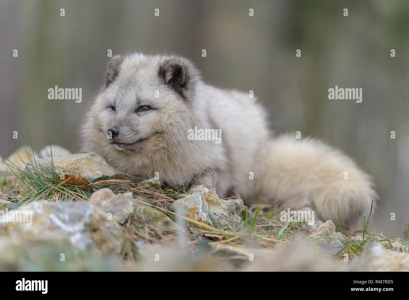 Polarfox hi-res stock photography and images - Alamy